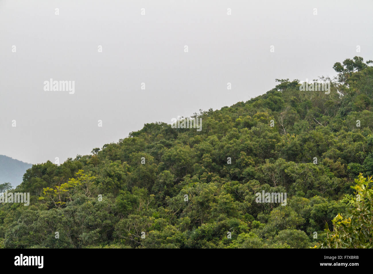 Chinese jungle, island of Hainan Stock Photo - Alamy