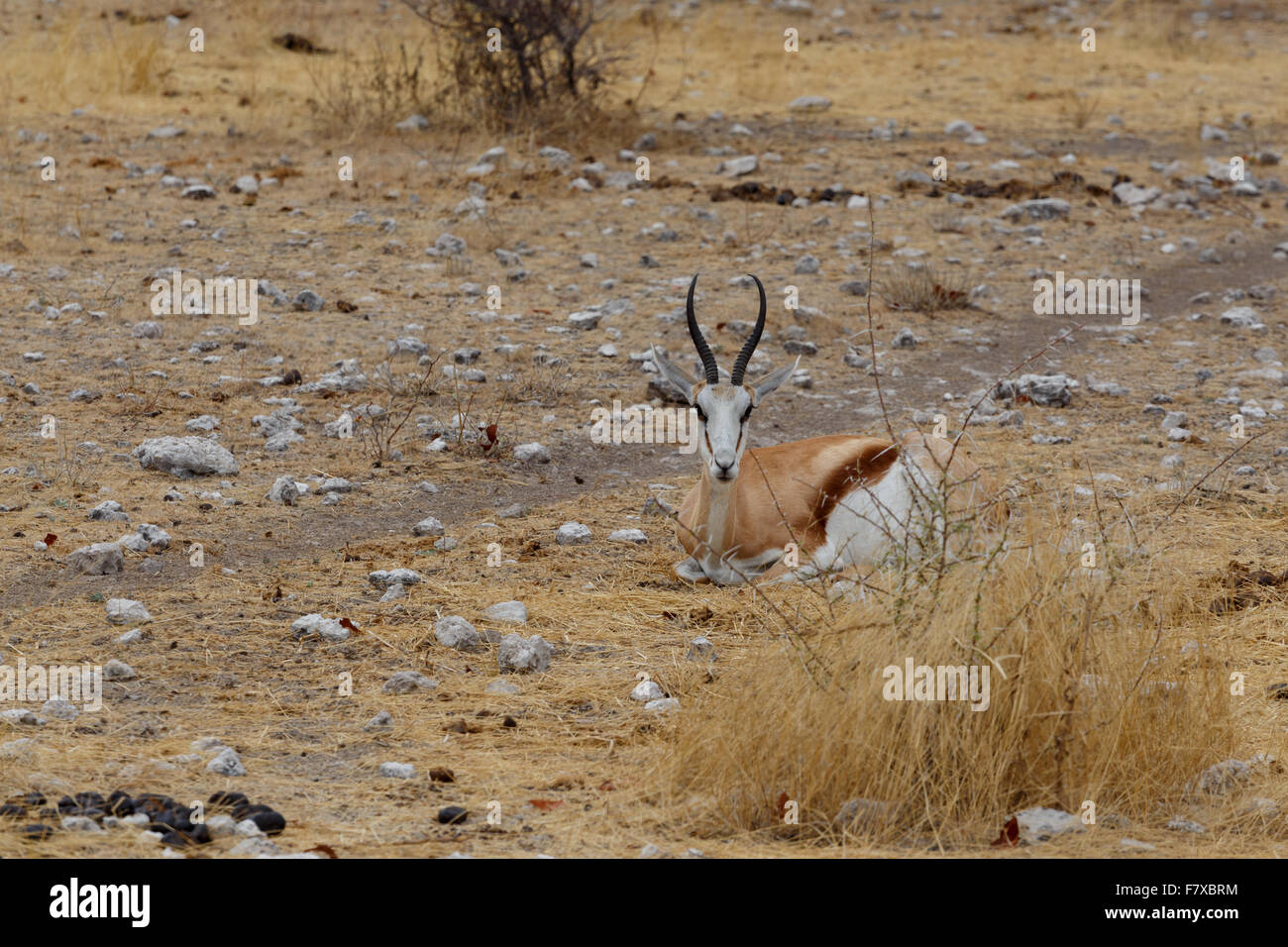 Springbok Antidorcas marsupialis, Etosha national Park, Ombika, Kunene ...