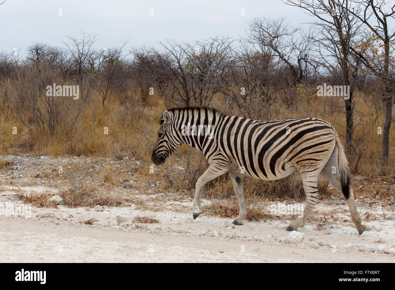 Zebra in african bush. Etosha national Park, Ombika, Kunene, Namibia ...