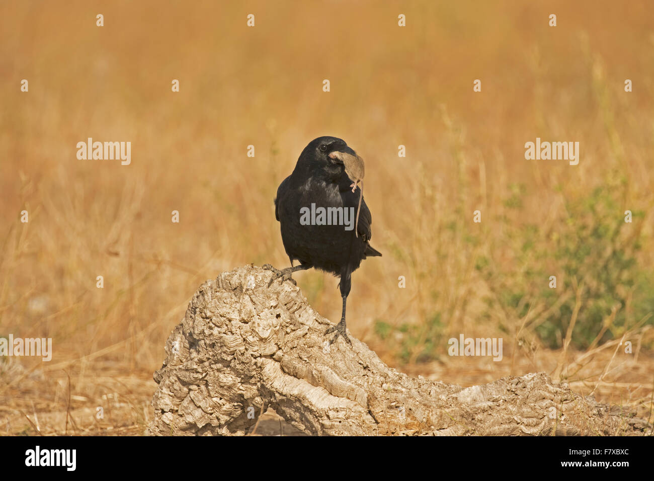 Rodent spain spanish wildlife hi-res stock photography and images - Alamy