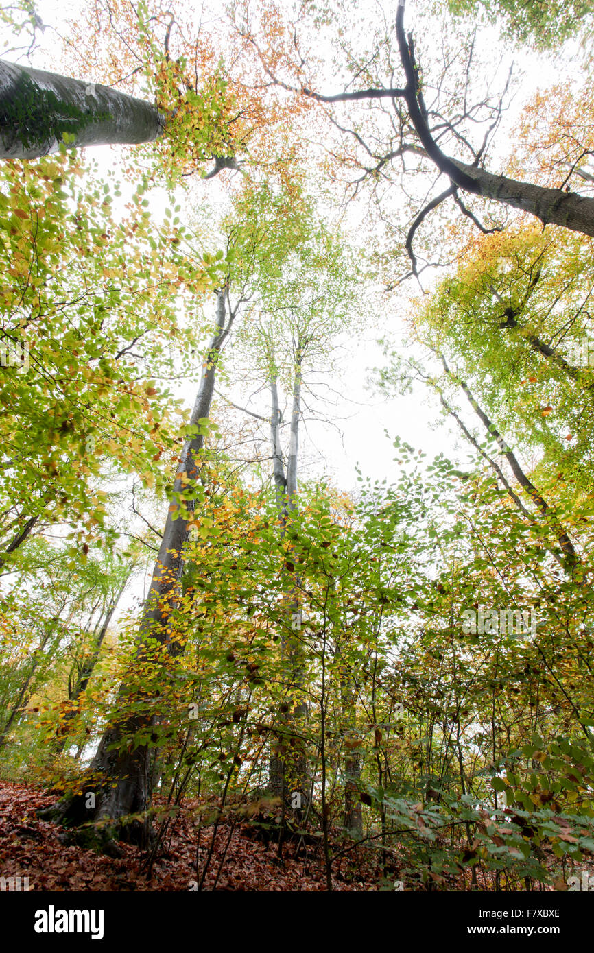 A view from the ground looking up to the top of the trees Stock Photo ...