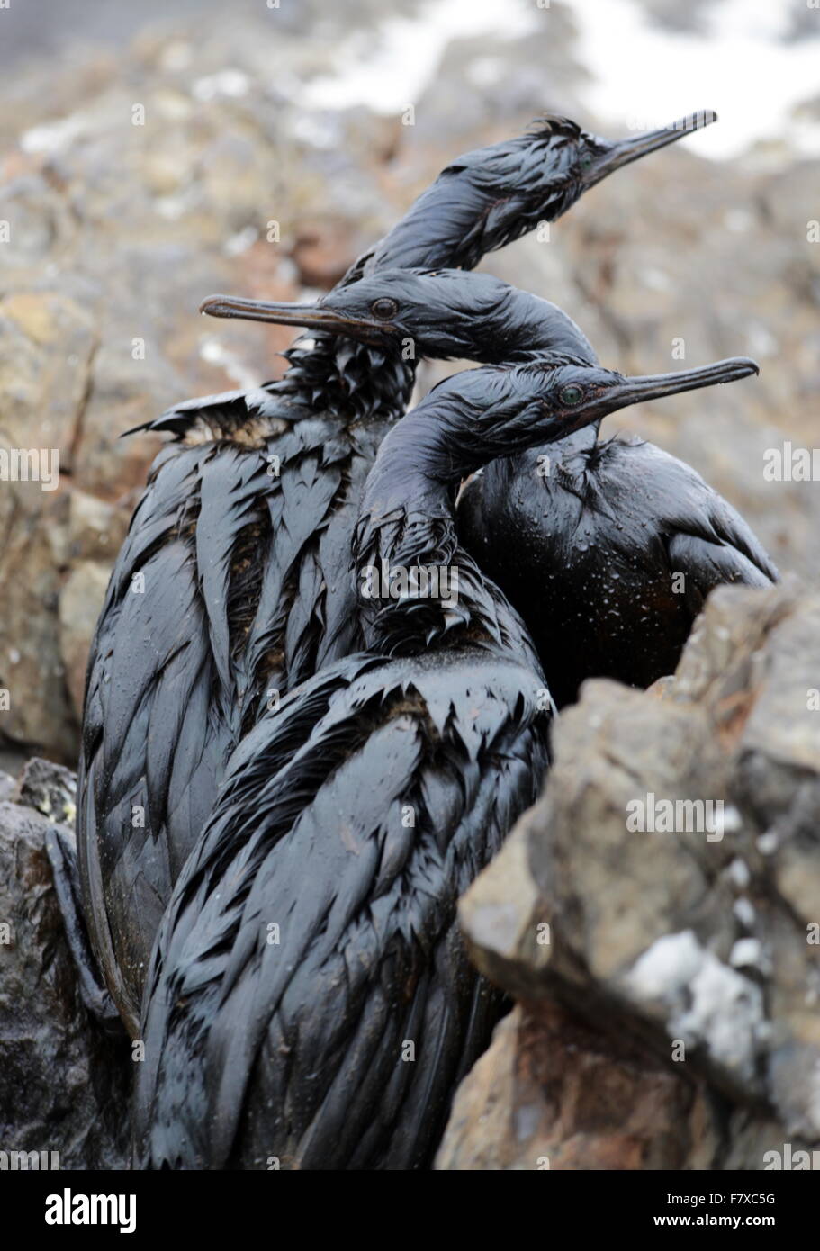 Oil Disaster Birds High Resolution Stock Photography and Images - Alamy