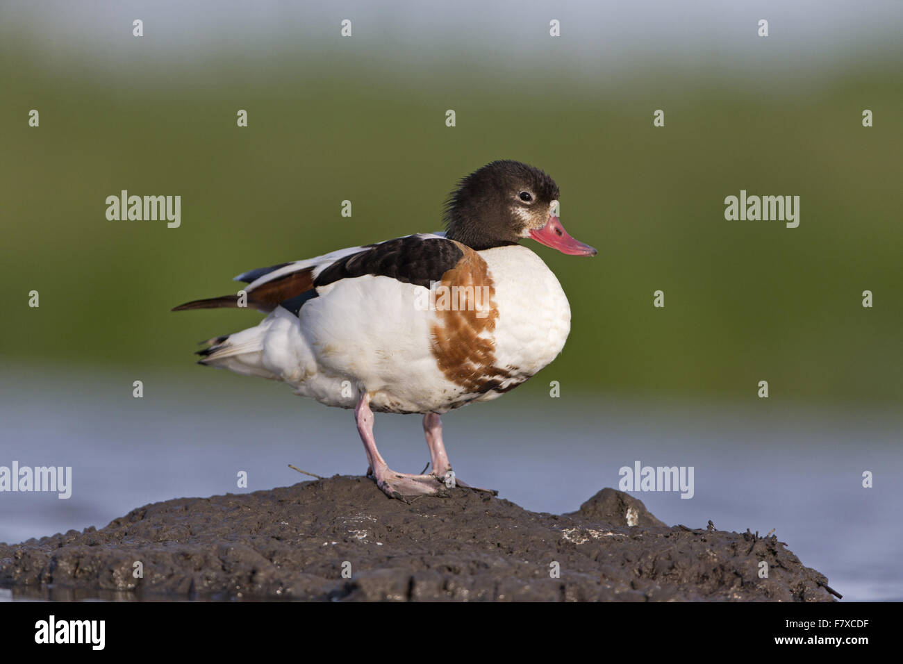 Common Shelduck (Tadorna tadorna) adult female, standing on mud ...