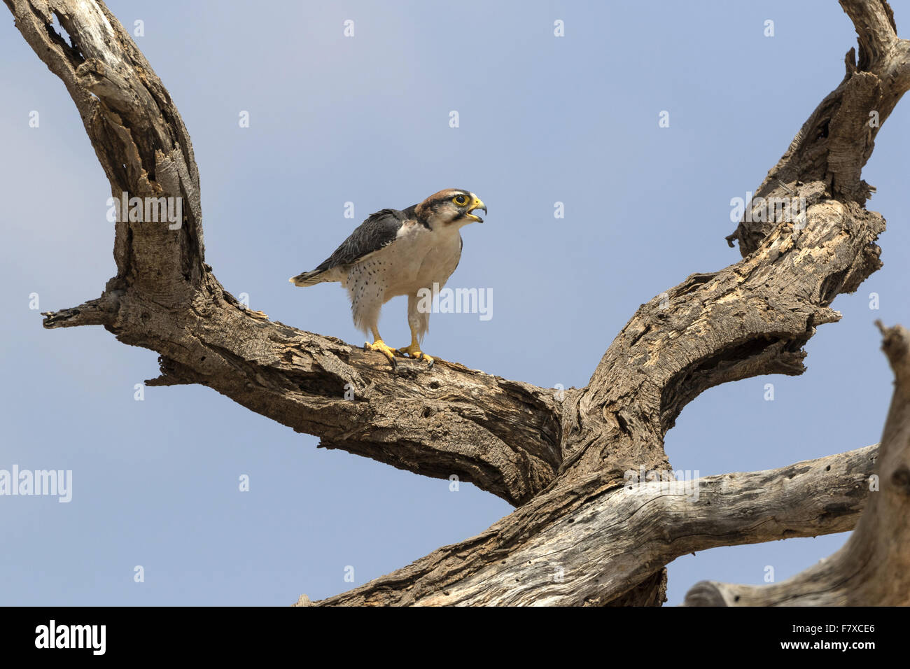 Savanna falcon hi-res stock photography and images - Alamy