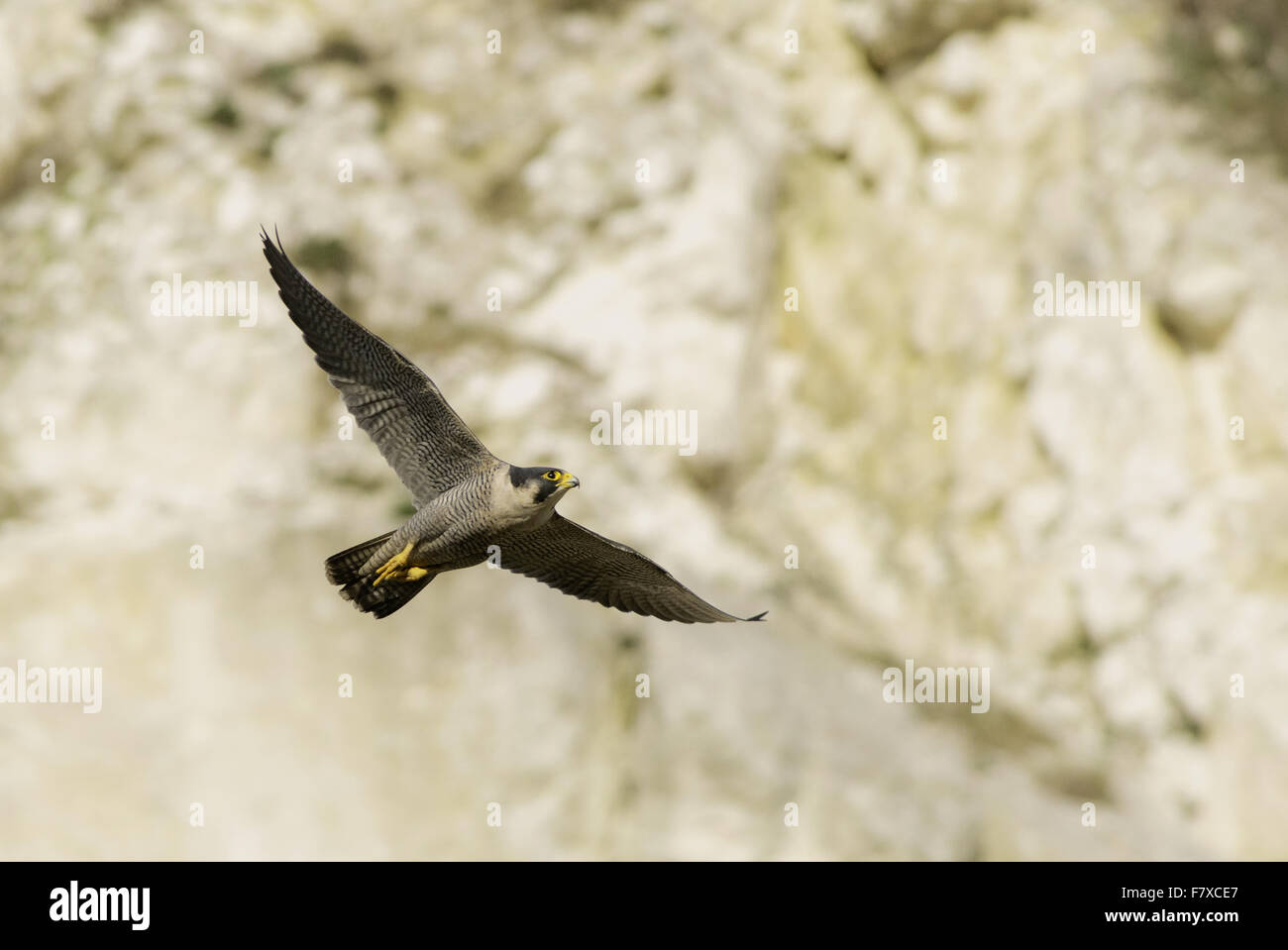 Peregrine Falcon (Falco peregrinus) adult, in flight, against face of ...