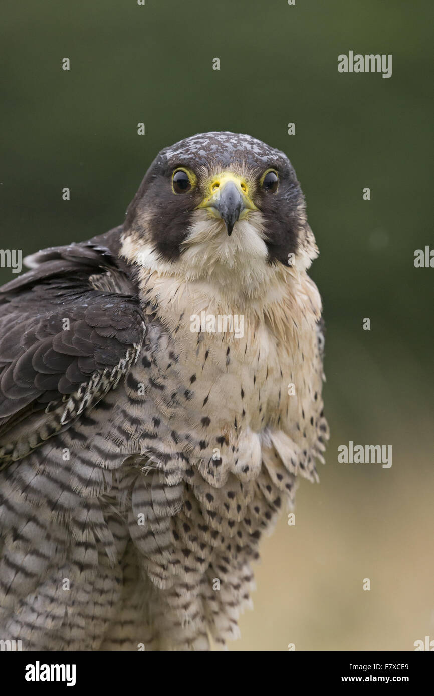 Falcon heads hi-res stock photography and images - Alamy