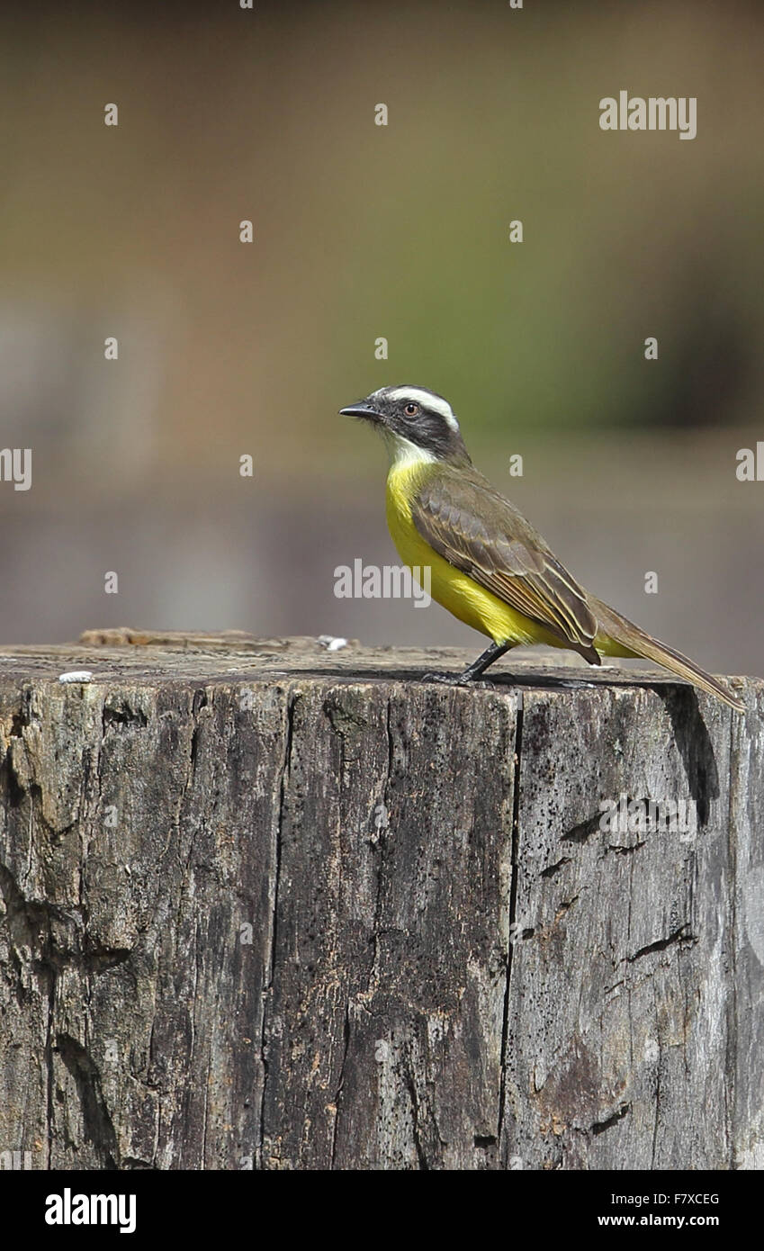 Social Flycatcher (Myiozetetes similis pallidiventris) adult, standing ...
