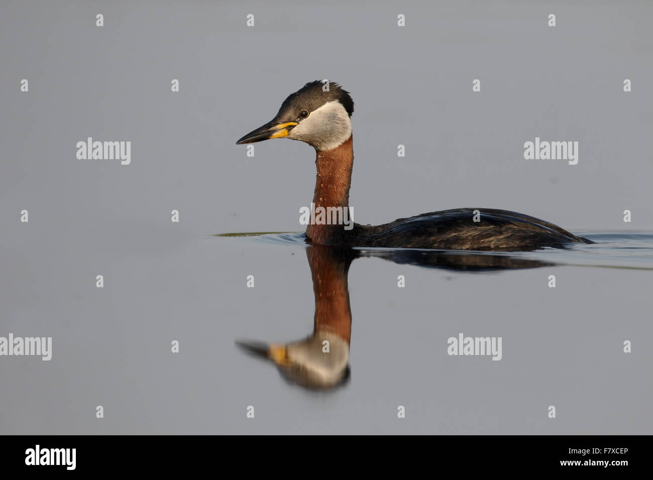 Red-necked Grebe (Podiceps grisegena) adult, breeding plumage, swimming ...