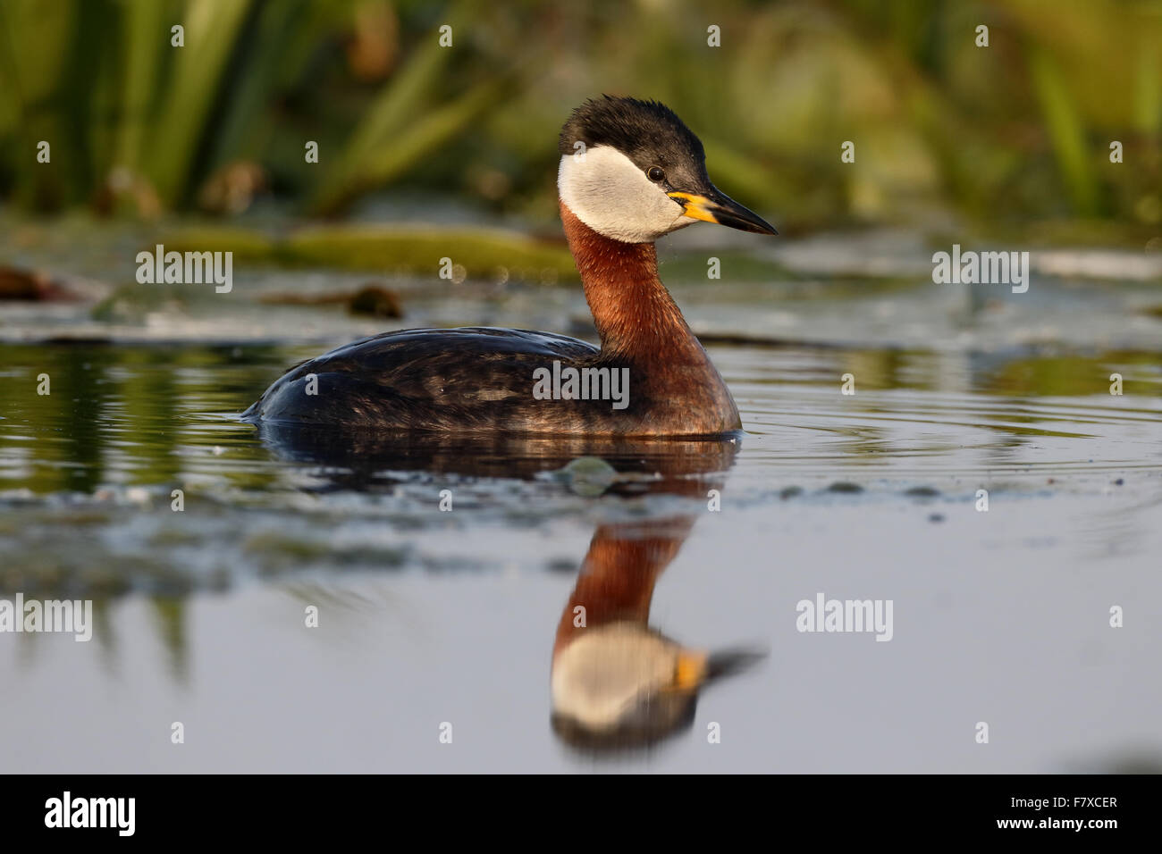 Red-necked Grebe (Podiceps grisegena) adult, breeding plumage, swimming ...