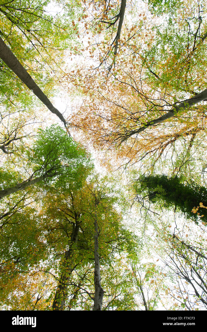 A view from the ground looking up to the top of the trees Stock Photo ...
