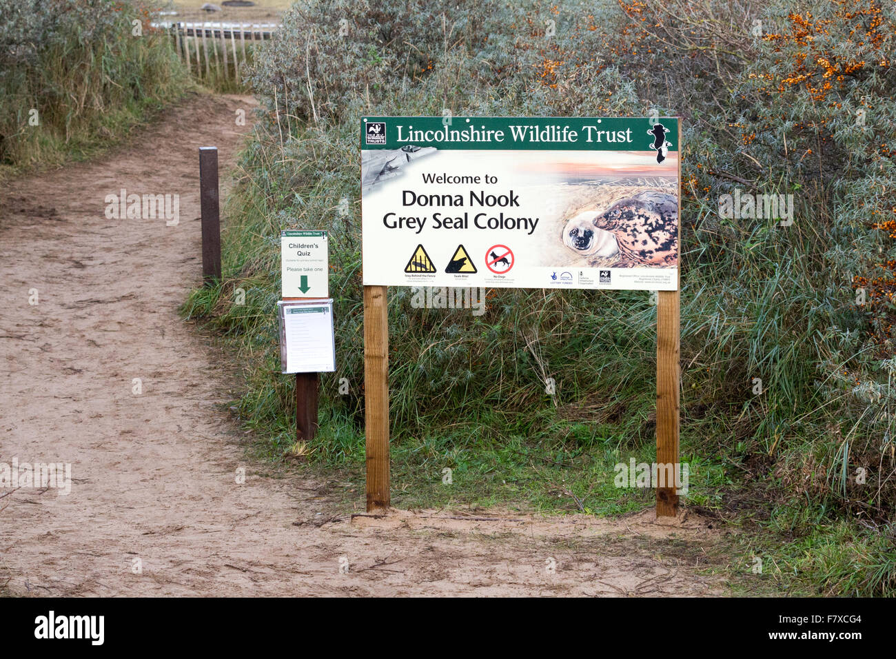 Grey seals at Donna Nook, North Lincolnshire, England in November 2015 ...