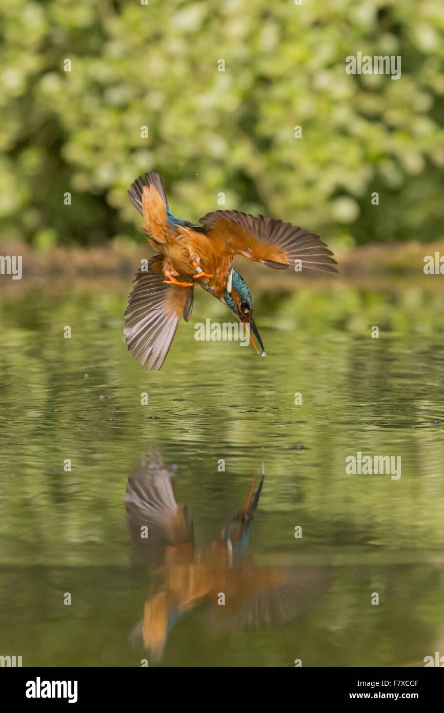 Alcedinidae uk flight fish hi-res stock photography and images - Alamy