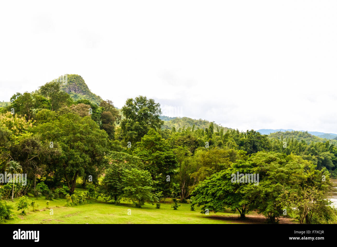 Beautiful rain forest Stock Photo - Alamy