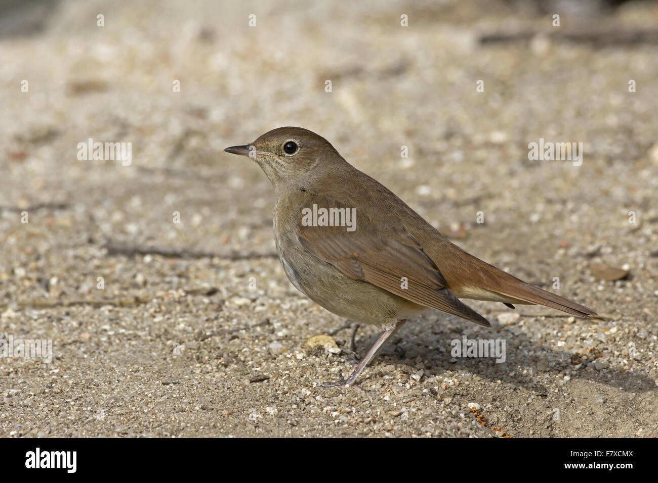 Common Nightingale (Luscinia megarhynchos) adult, standing on ground ...