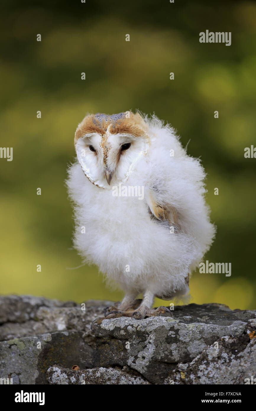 Young owl standing on hi-res stock photography and images - Alamy