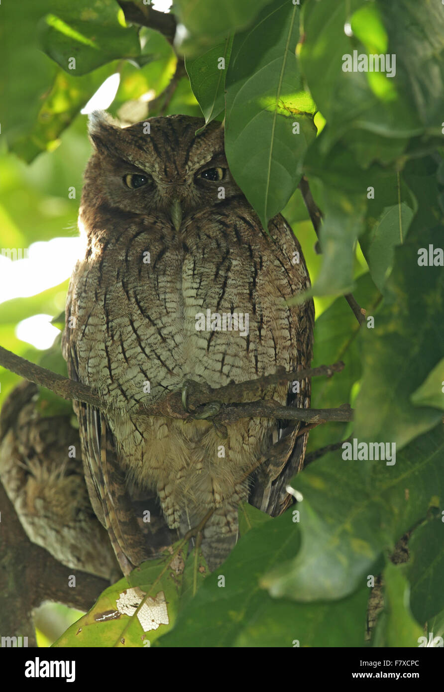 Tropical Screech-owl (Megascops choliba ducessatus) adult, perched on ...