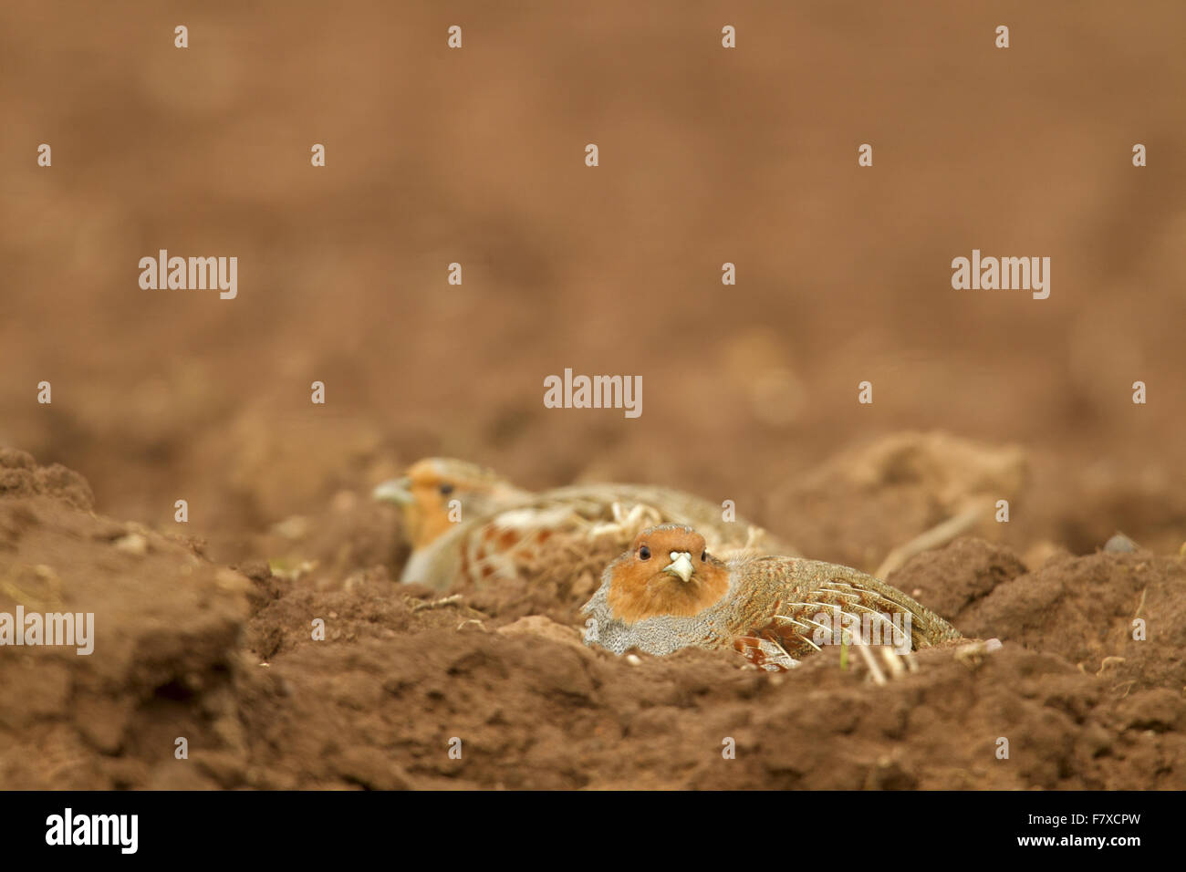 Male and female partridges hi-res stock photography and images - Alamy
