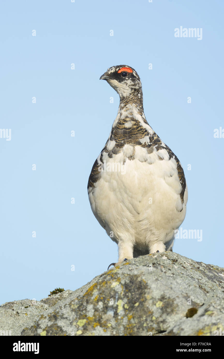 Rock Ptarmigan (Lagopus muta) adult male, breeding plumage, standing on ...