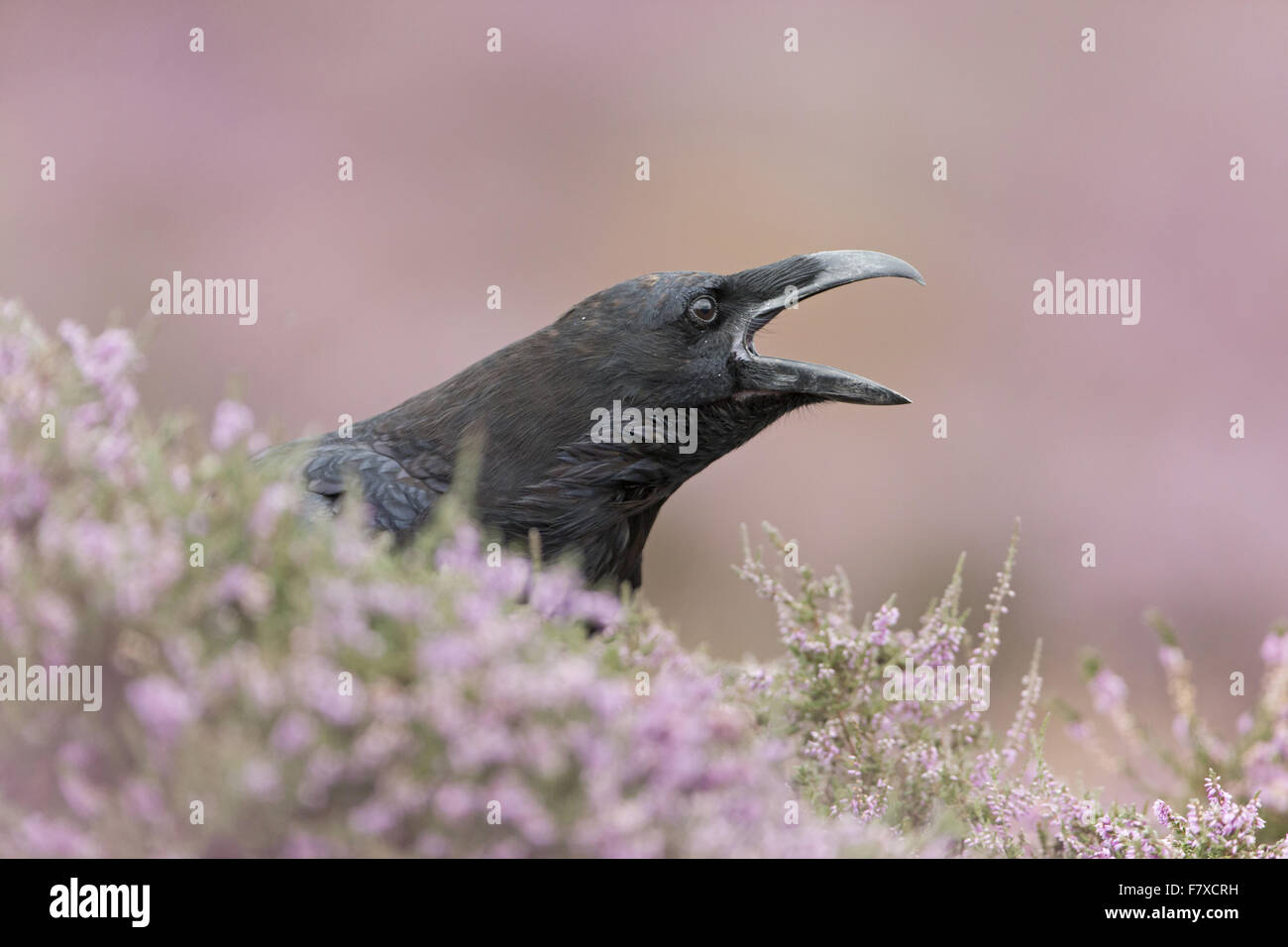 Common Raven (Corvus corax) adult, calling, standing amongst flowering ...