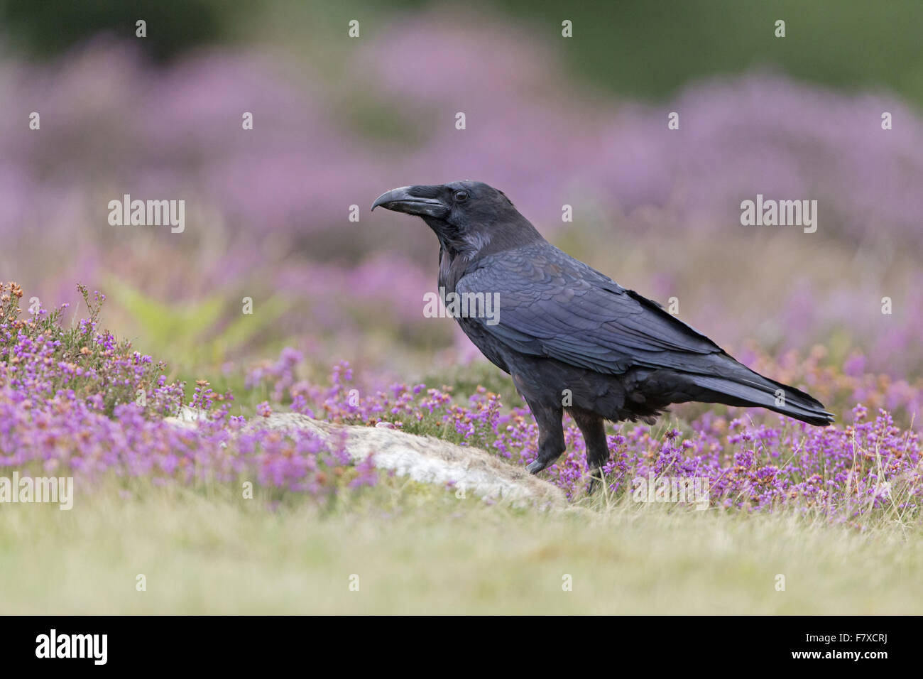 Common Raven (Corvus corax) adult, feeding at European Rabbit ...