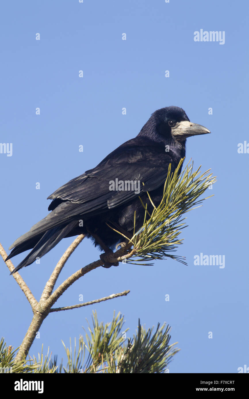 Rook in rookery hi-res stock photography and images - Alamy