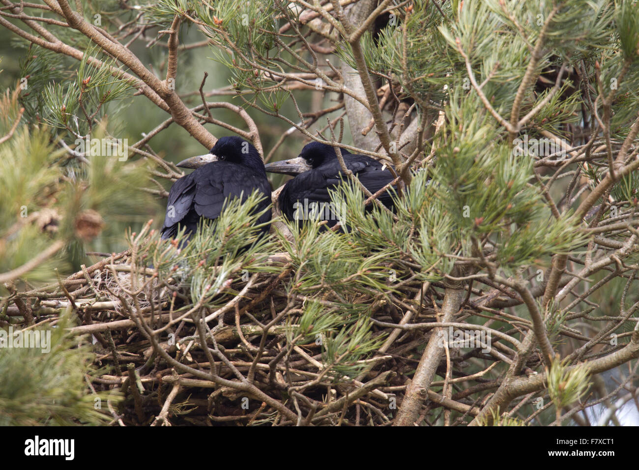 Rook (Corvus frugilegus) adult pair, sitting on nest at rookery in ...