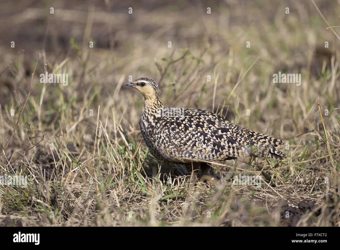 Yellow-throated Sandgrouse (Pterocles gutturalis) adult female ...