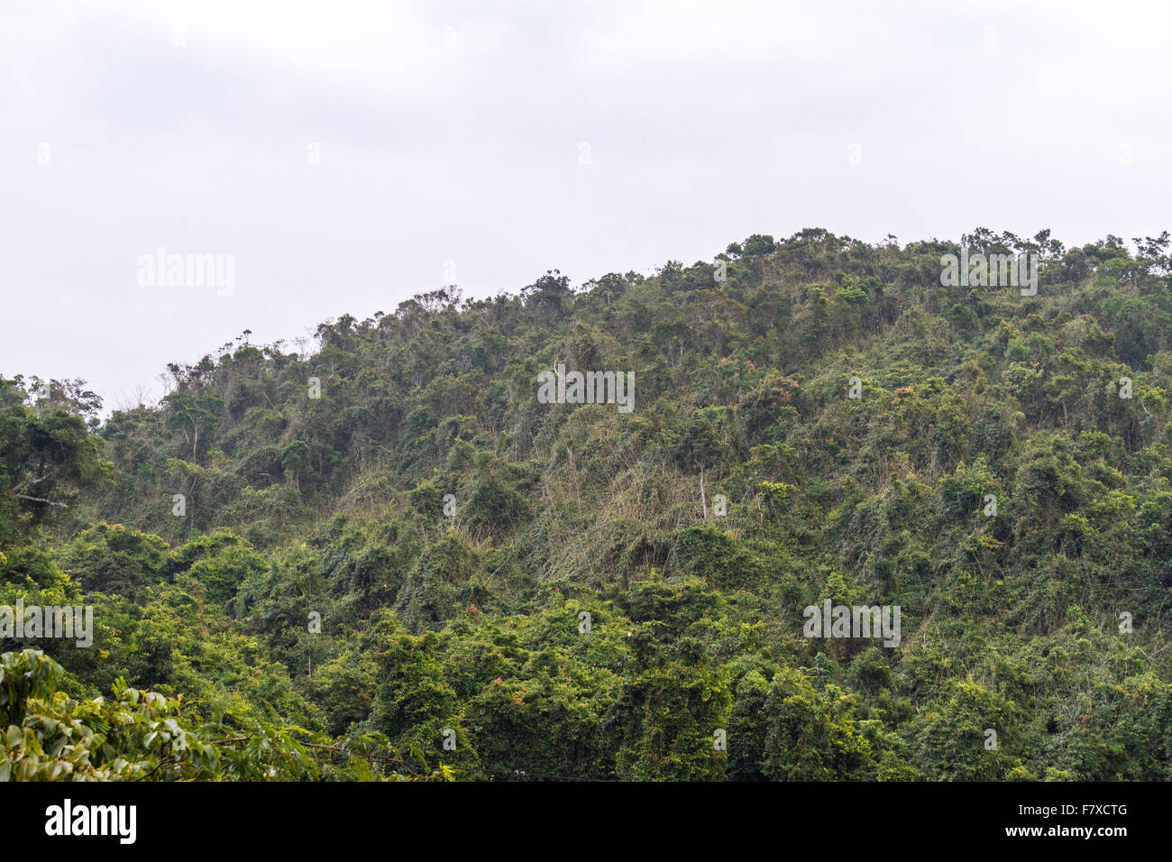 Chinese jungle island hainan hi-res stock photography and images - Alamy
