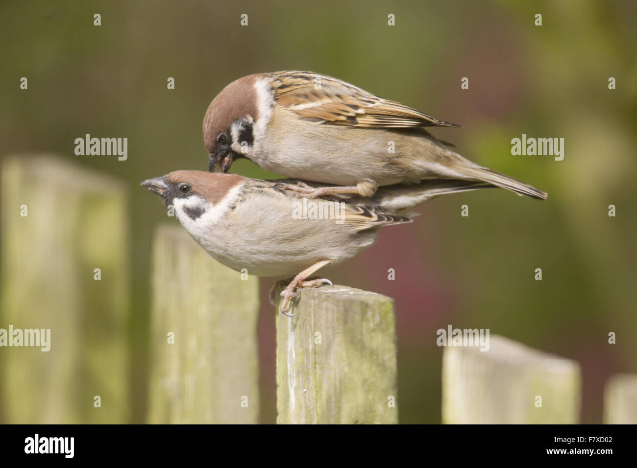 Eurasian Tree Sparrow (Passer montanus) adult pair, mating on garden ...