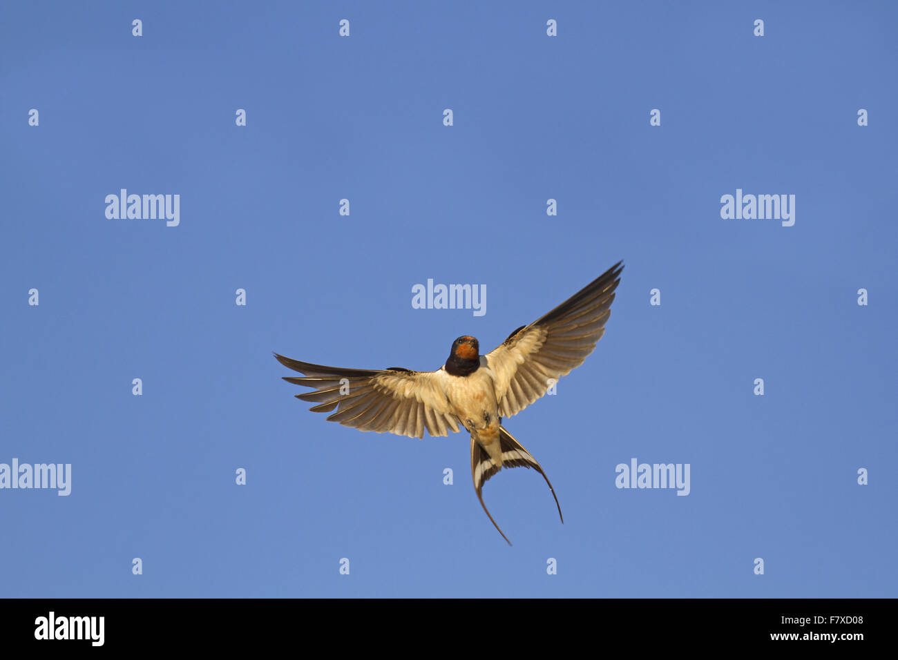 Barn Swallow (Hirundo rustica rustica) adult male, in flight, on ...
