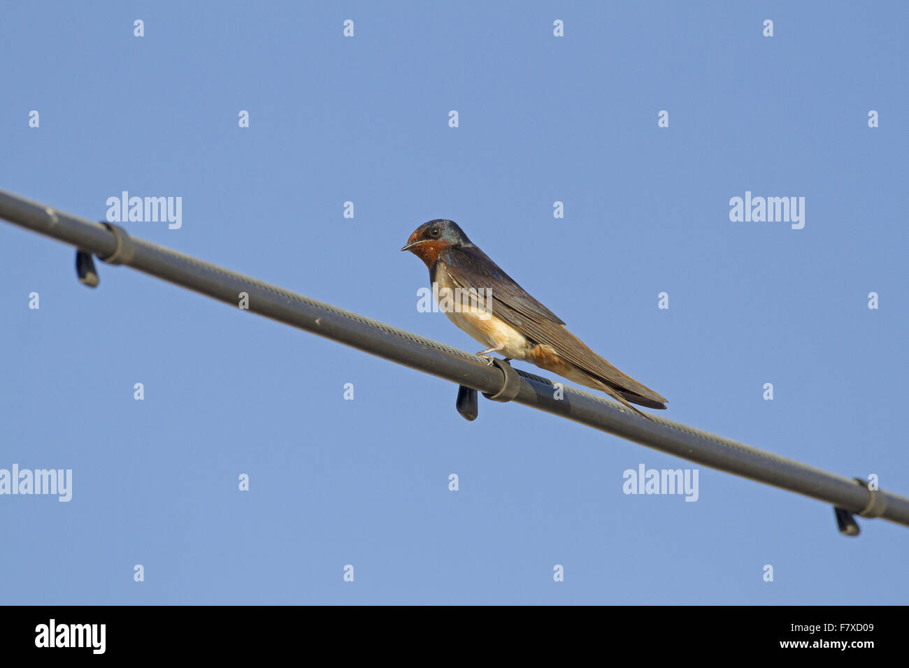 Barn Swallow (Hirundo rustica rustica) adult, perched on wire, resting ...