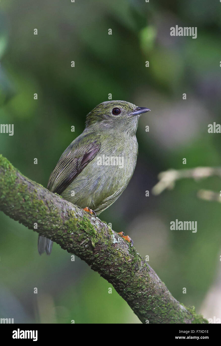 White-bearded Manakin (Manacus manacus gutturosus) adult female ...