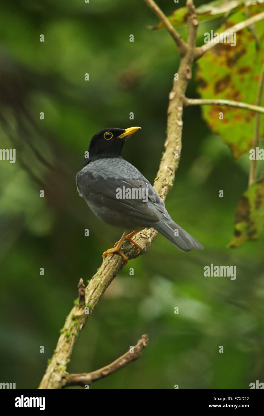 Yellow-legged Thrush (Turdus flavipes flavipes) adult male, perched on ...