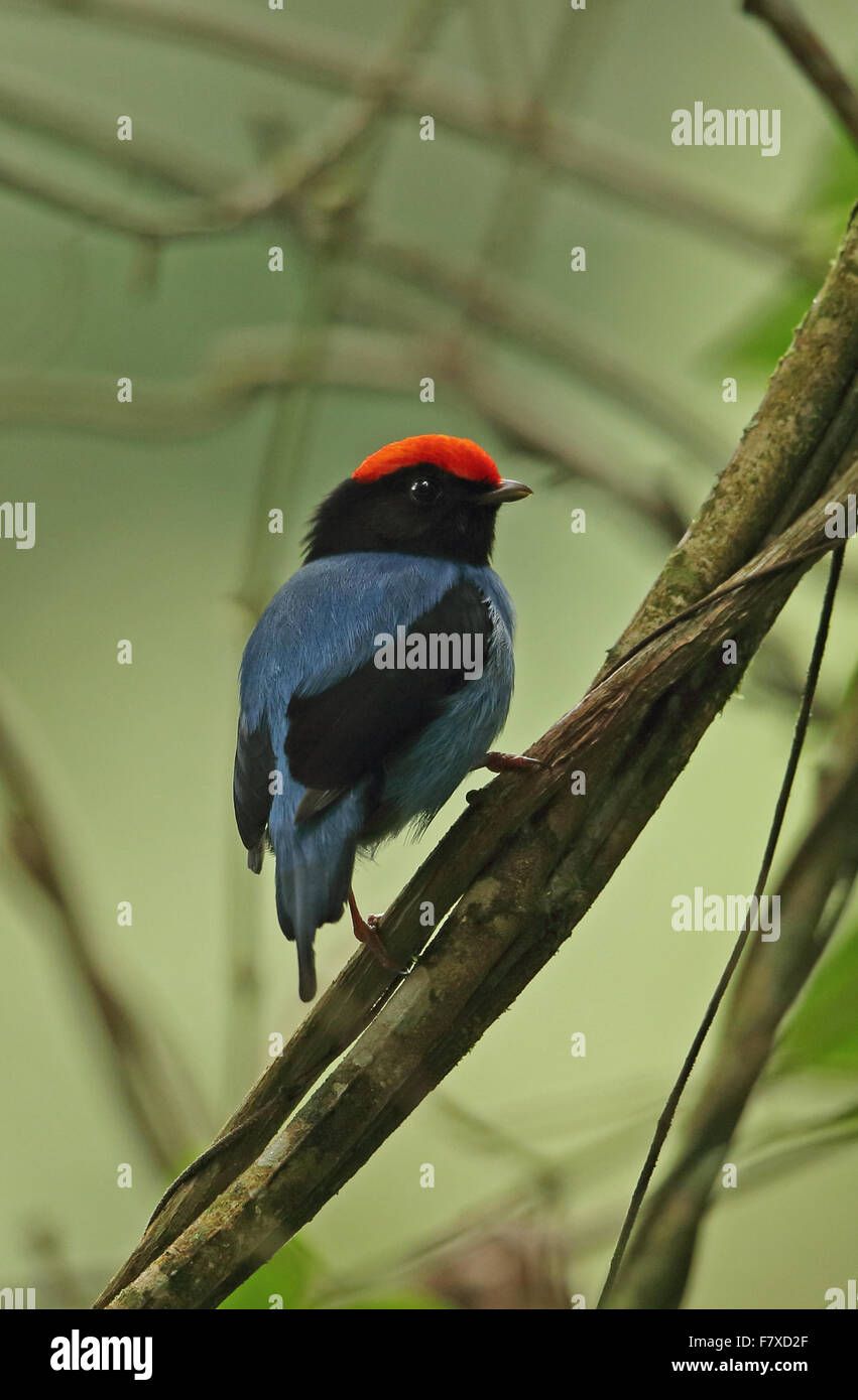 Swallow-tailed Manakin (Chiroxiphia caudata) adult male, perched on ...