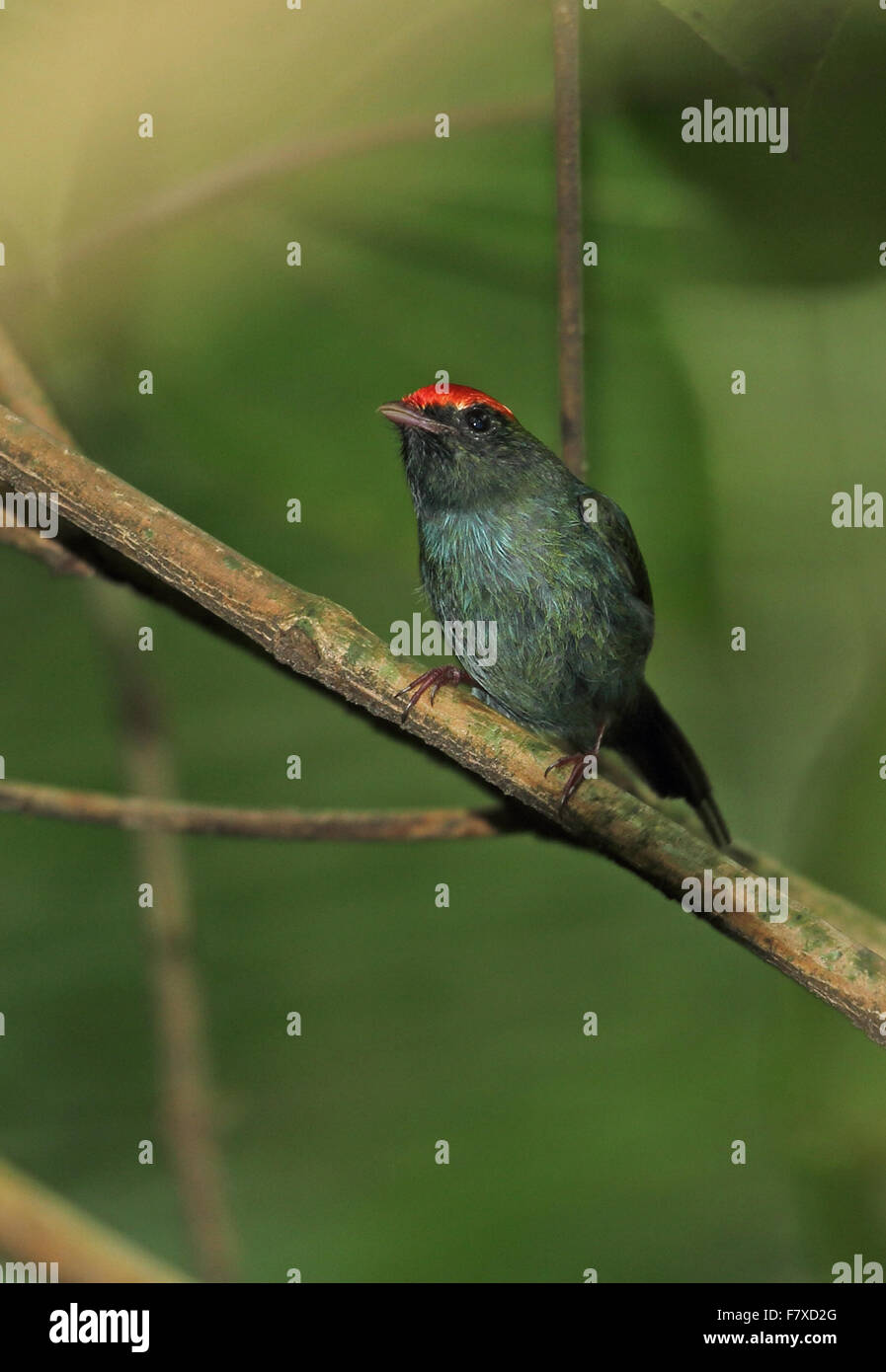 Swallow-tailed Manakin (Chiroxiphia caudata) sub-adult male, perched on ...