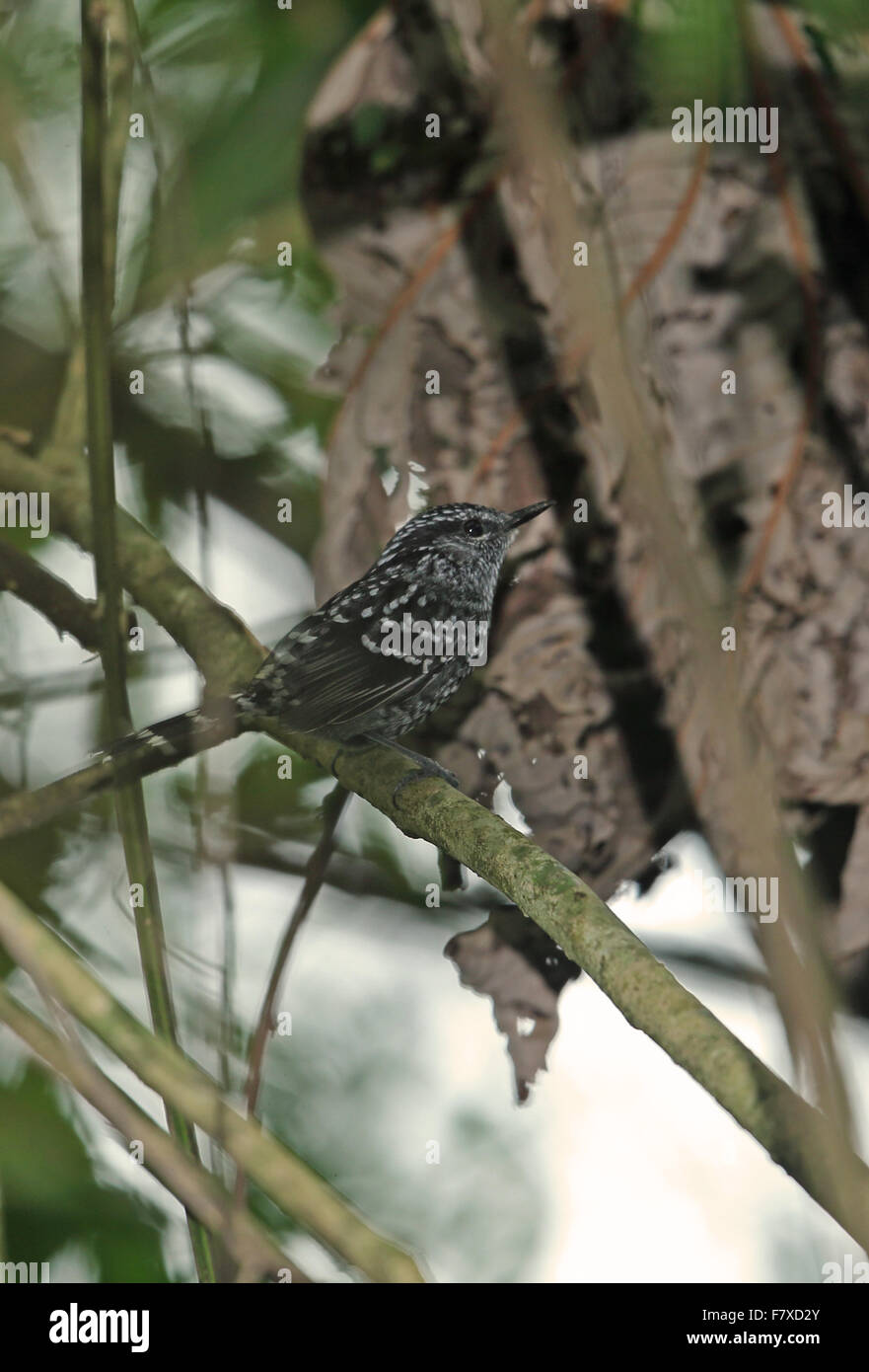 Scaled Antbird (Drymophila squamata stictocorypha) adult male, perched ...