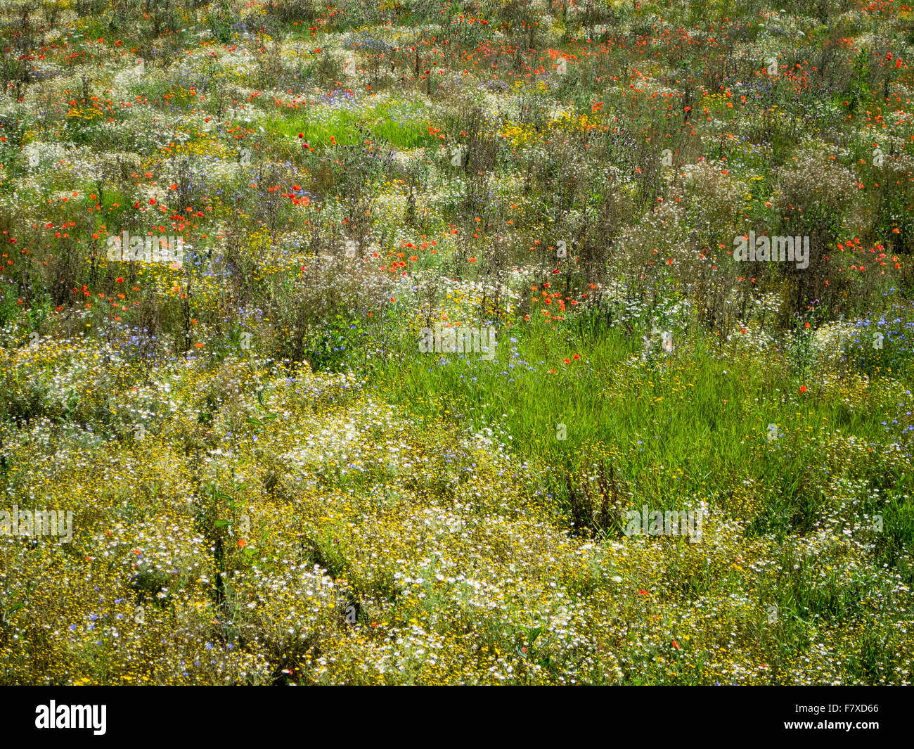 field of wild flowers Stock Photo - Alamy