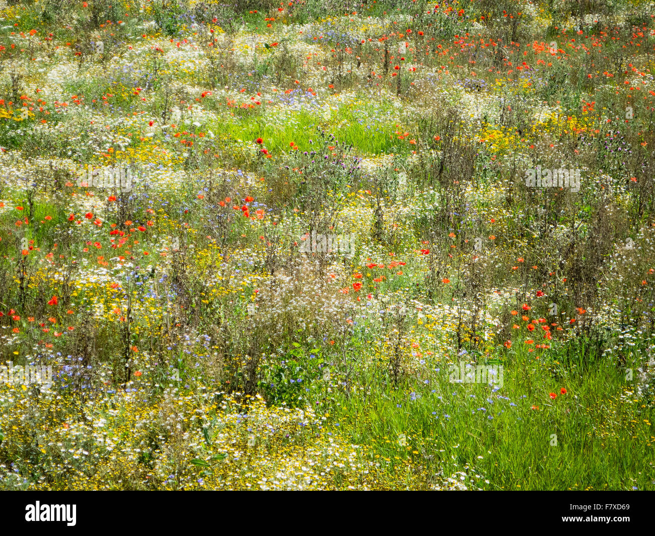 field of wild flowers Stock Photo - Alamy