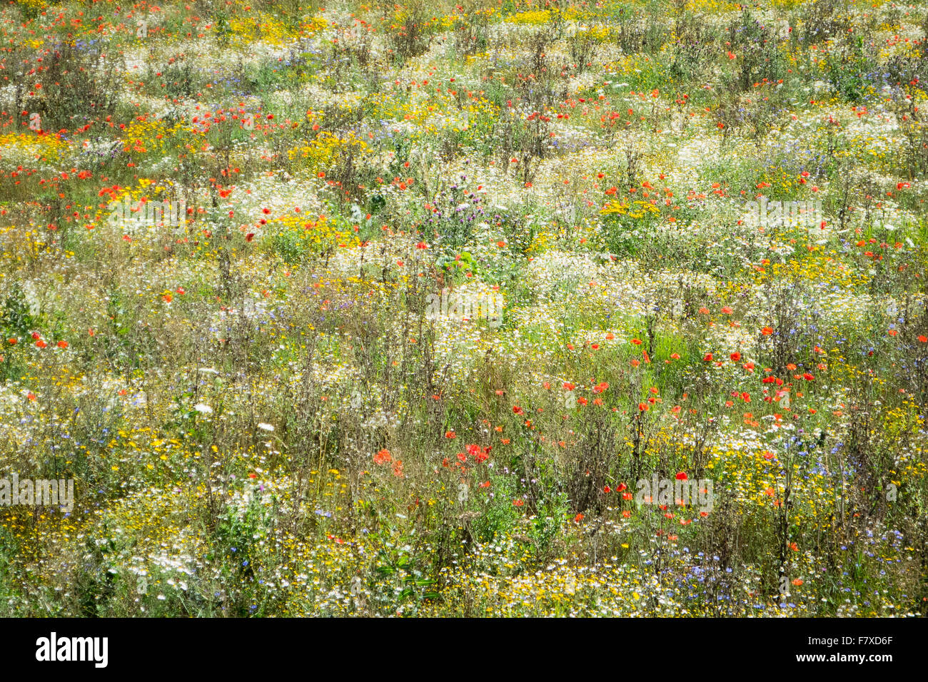 field of wild flowers Stock Photo - Alamy