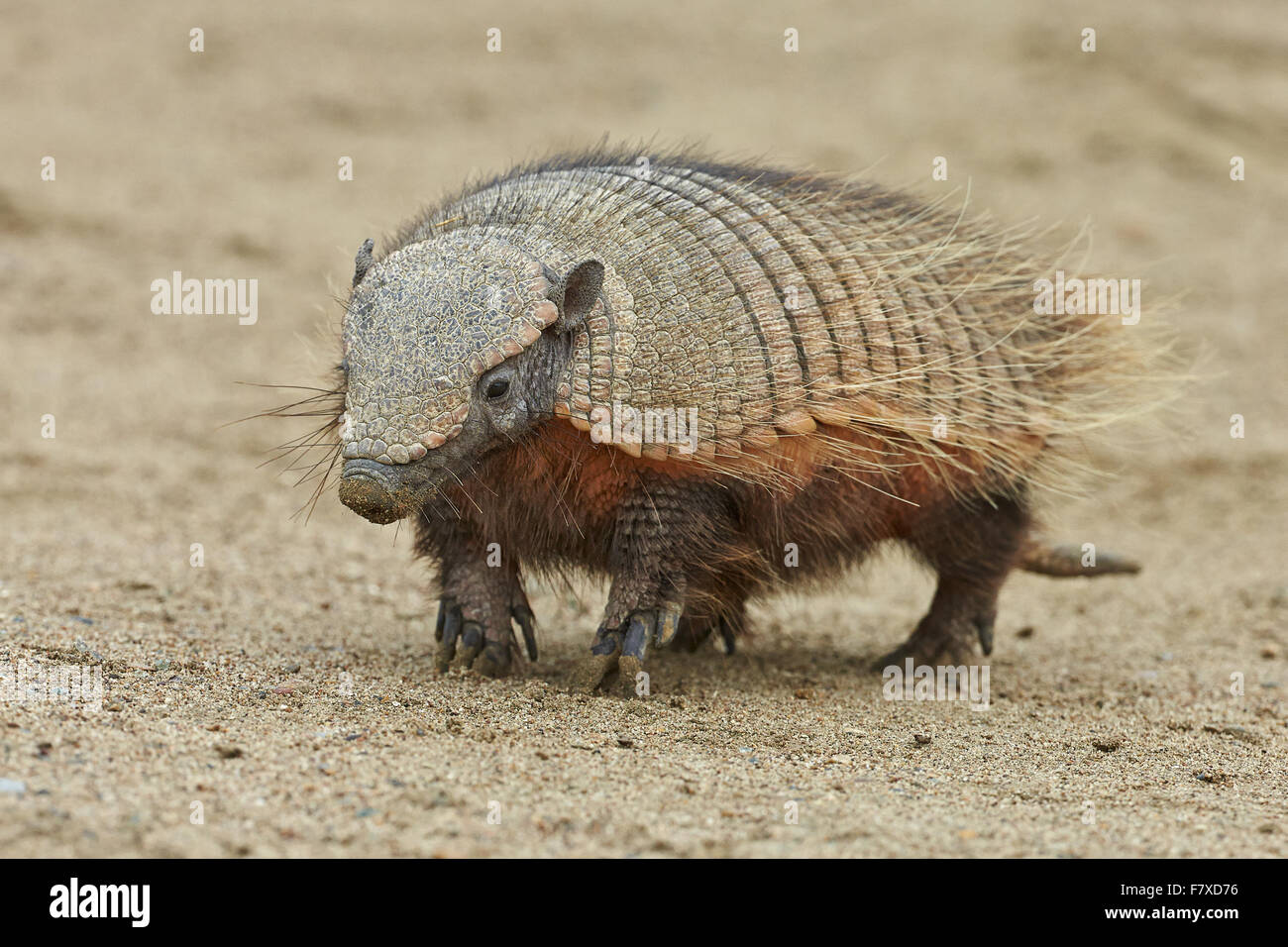 Big Hairy Armadillo (Chaetophractus villosus) adult, standing on ...