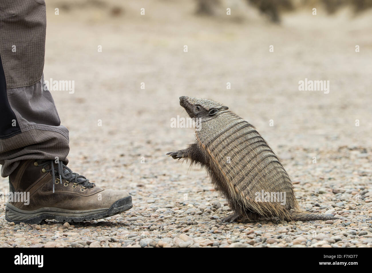 Armadillos with humans hi-res stock photography and images - Alamy