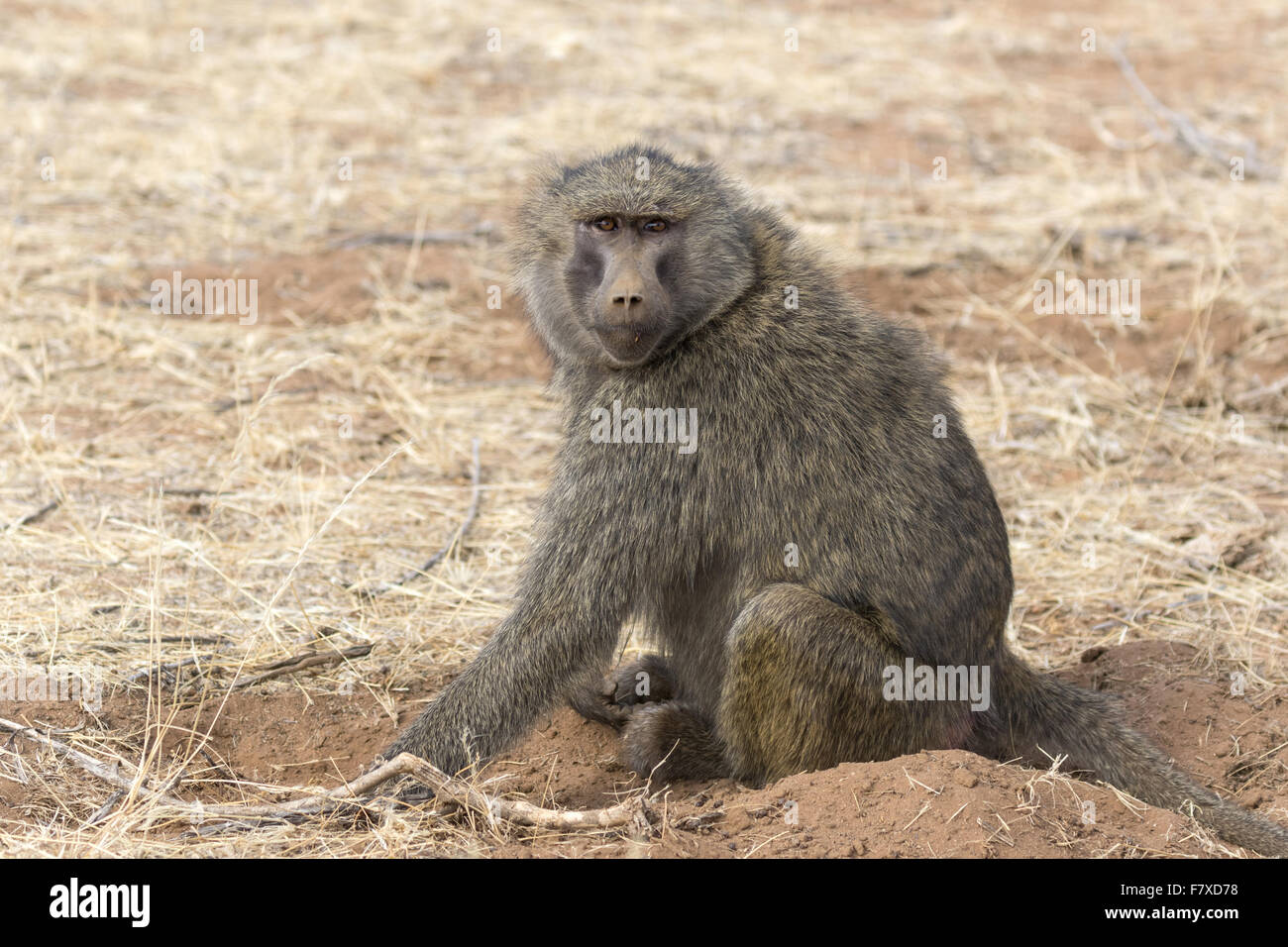 Kenya wildlife desert monkey hi-res stock photography and images - Alamy