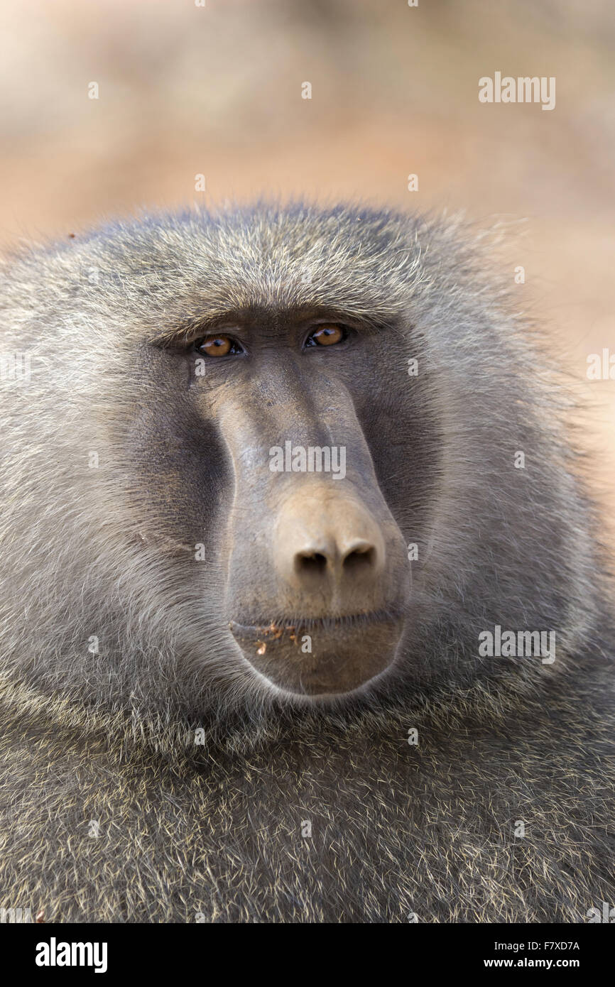 Olive Baboon (Papio anubis) adult male, close-up of head, in semi ...