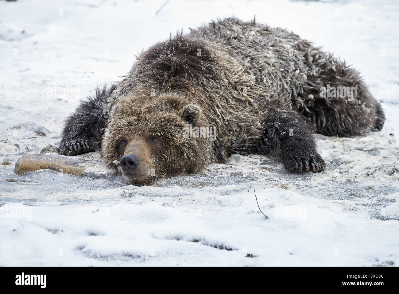 Canada grizzly bear ice hi-res stock photography and images - Alamy