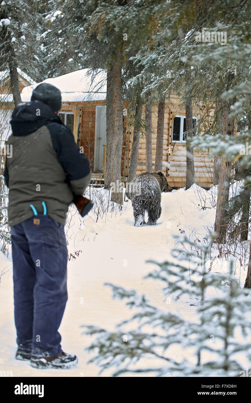 Grizzly Bear (Ursus arctos horribilis) adult, turning back from man ...