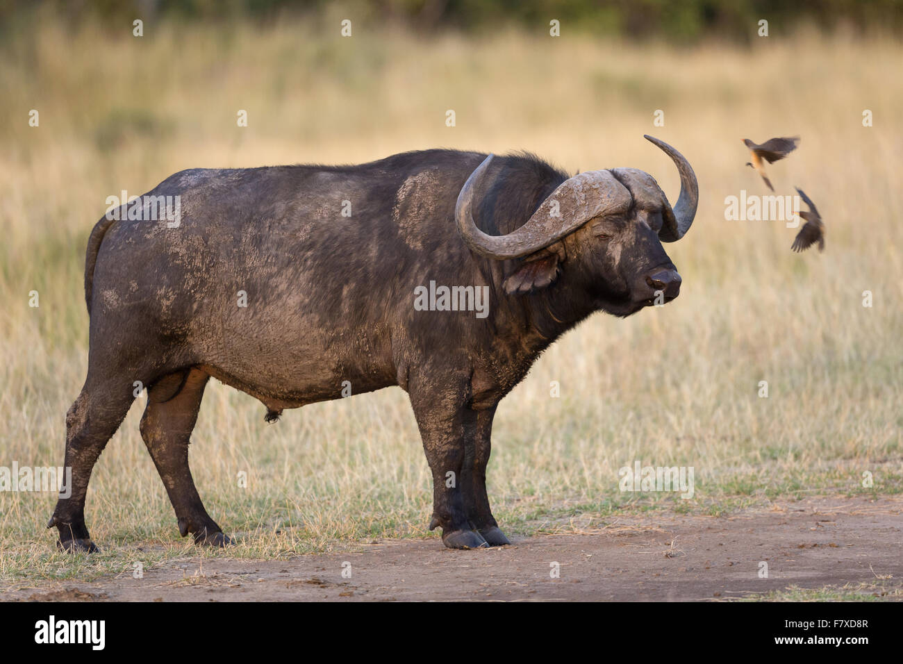 African Buffalo (Syncerus caffer caffer) adult male, standing in ...