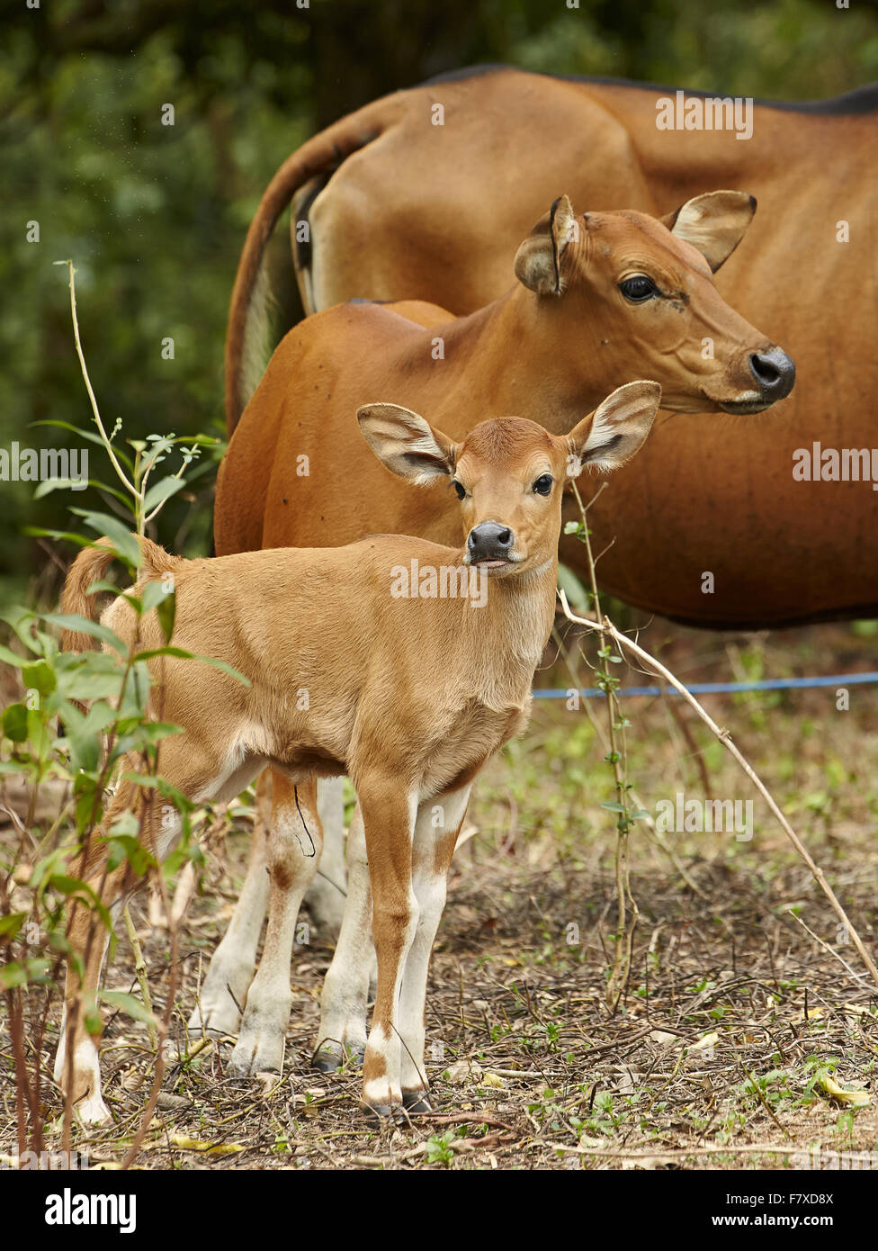 Bali Cattle (Domesticated Banteng), two calves, standing beside adult ...