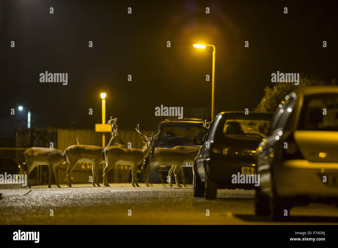 Deer, road, england hi-res stock photography and images - Alamy