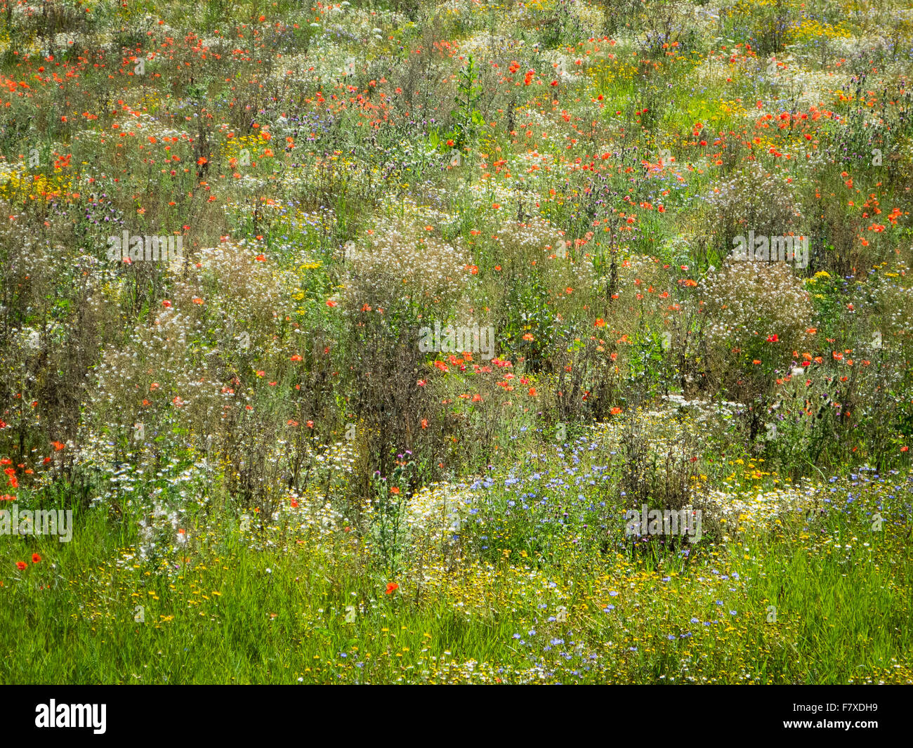 field of wild flowers Stock Photo - Alamy