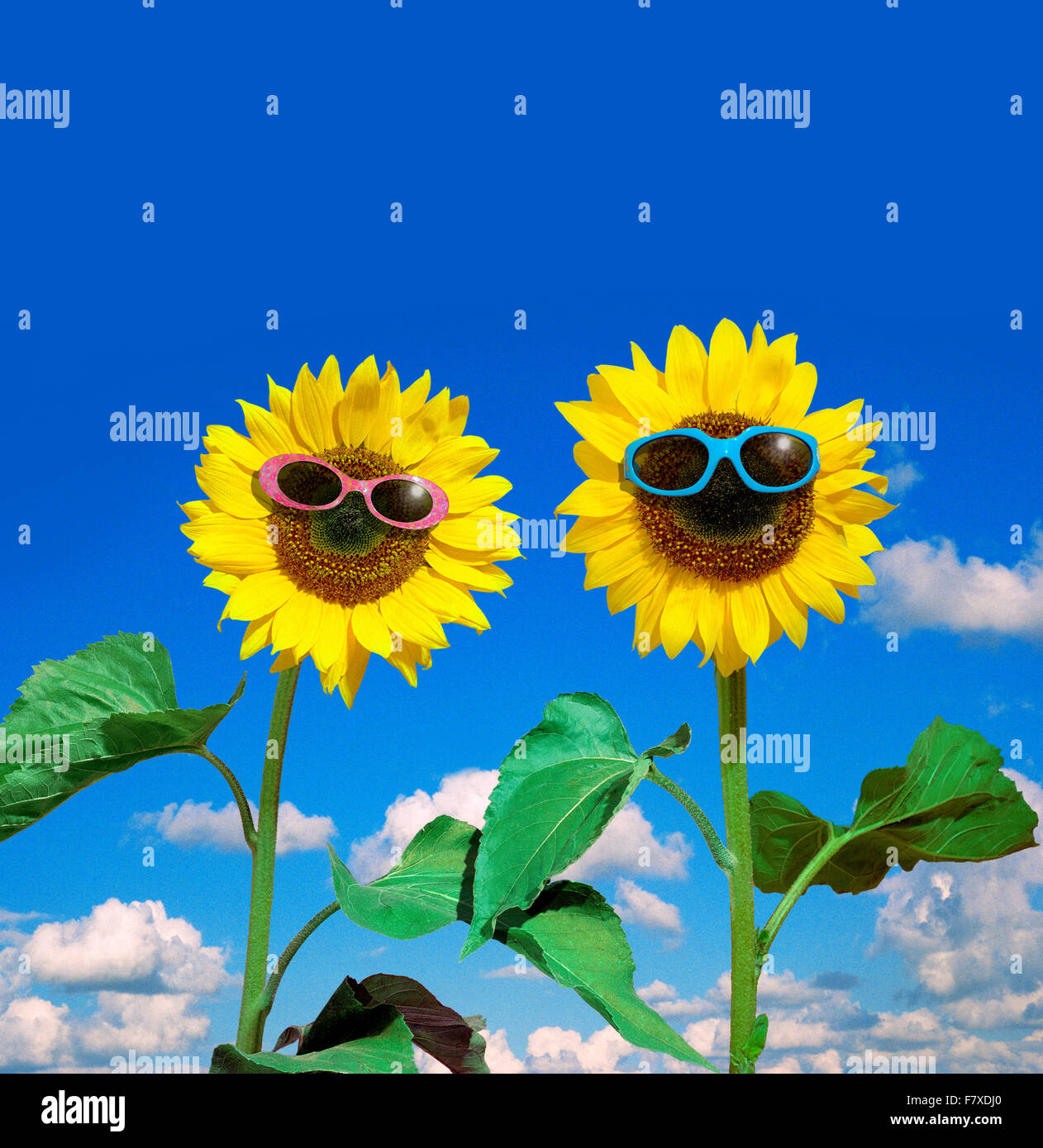 Two happy and friendly sunflower faces Stock Photo - Alamy